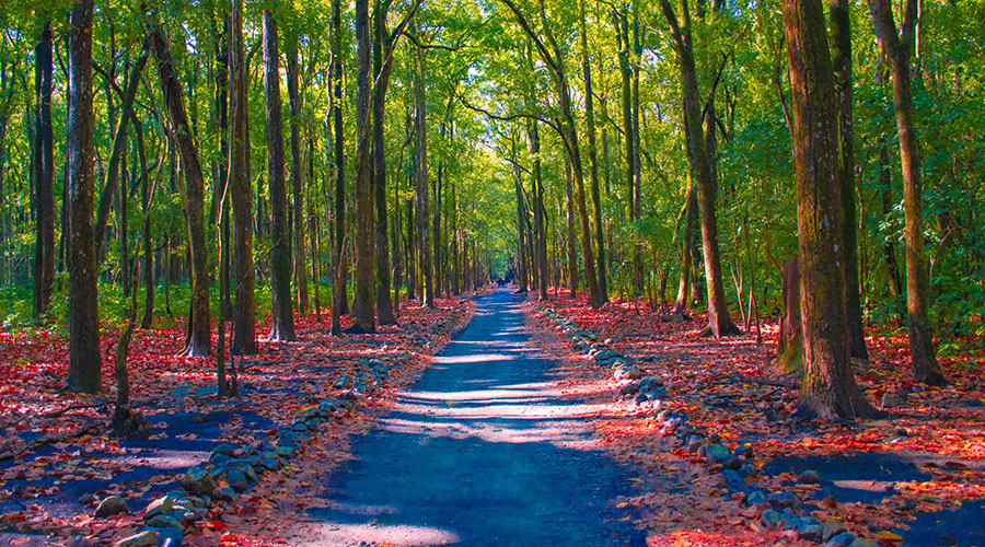 Jim Corbett in July: Monsoon Relaxation in Jim Corbett